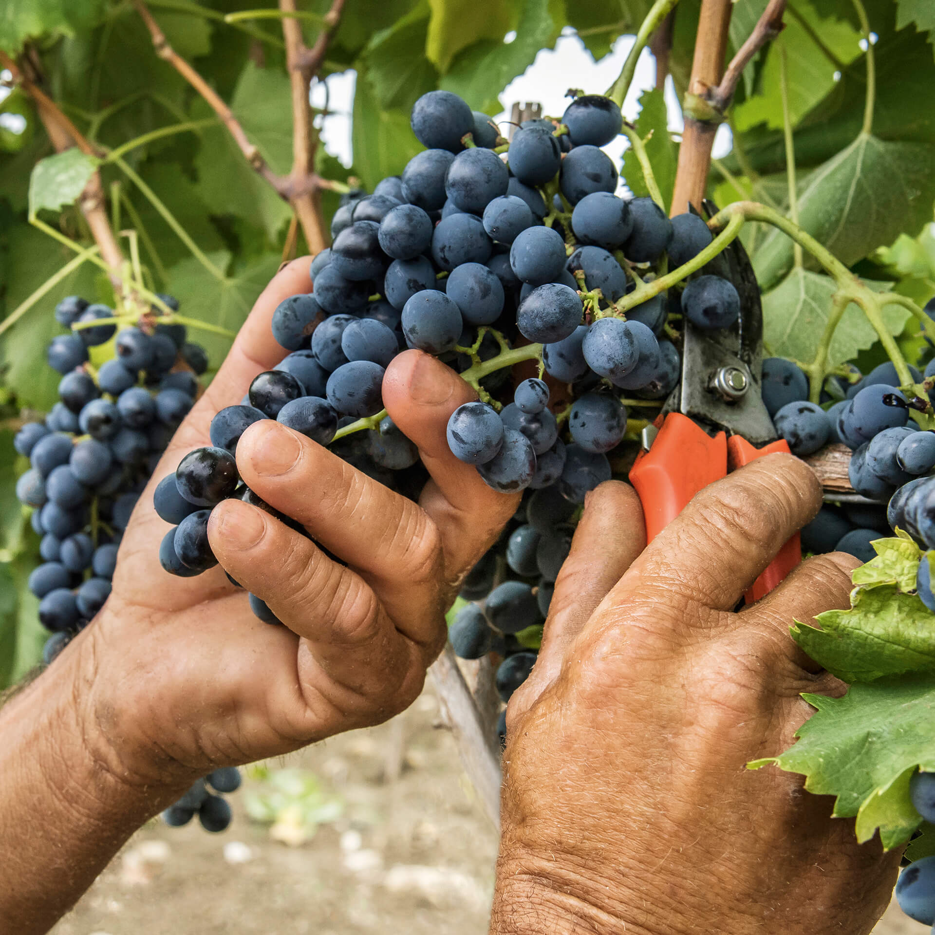 Dolce&Gabbana和Donnafugata联名推出Rosa葡萄酒